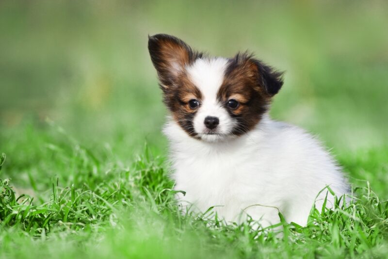 Chion Dog Breed Info: Pictures, Facts & Care Guide | PangoVet