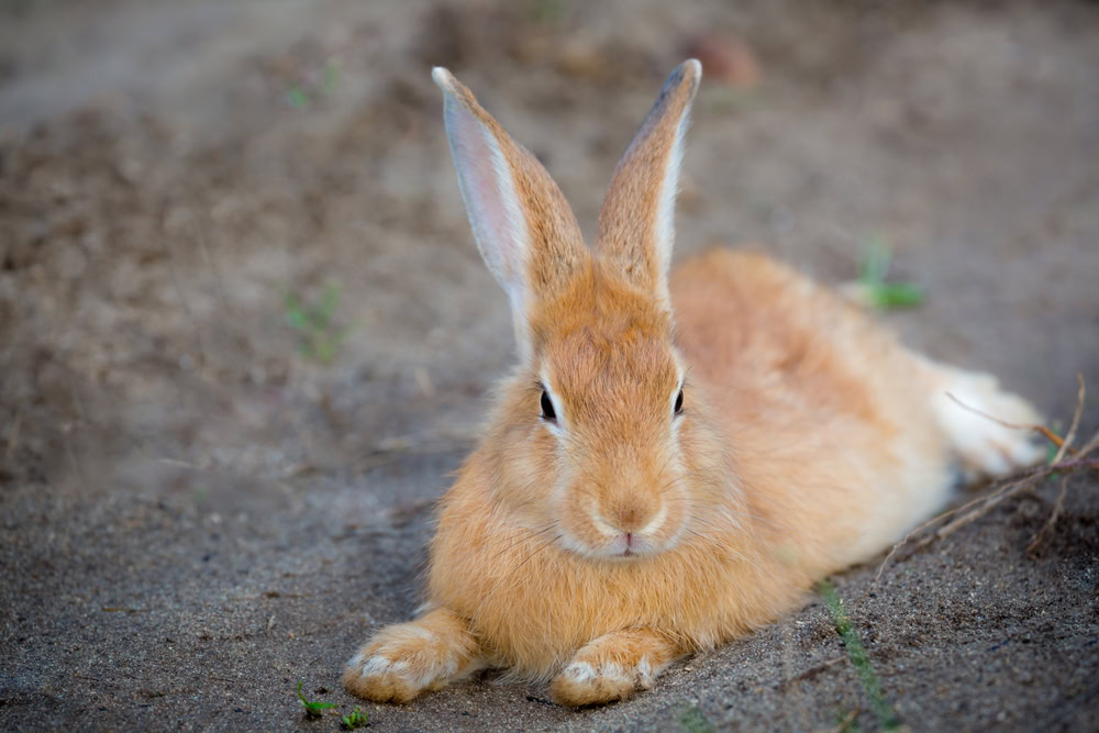 Golden Palomino Rabbit Palomino Rabbit: Info, Pictures, Facts,