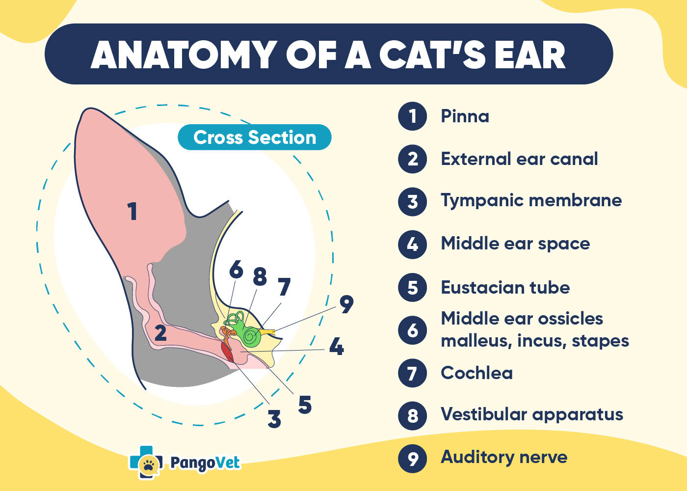 Feline Ear Anatomy