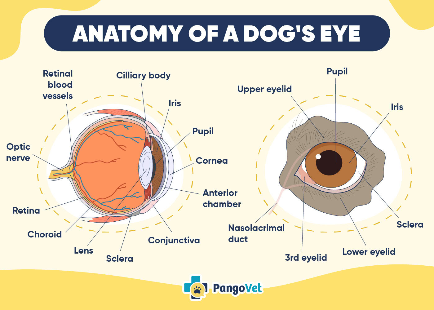 Uveitis in Dogs: Signs, Causes, and Treatment Options (Vet Answer ...