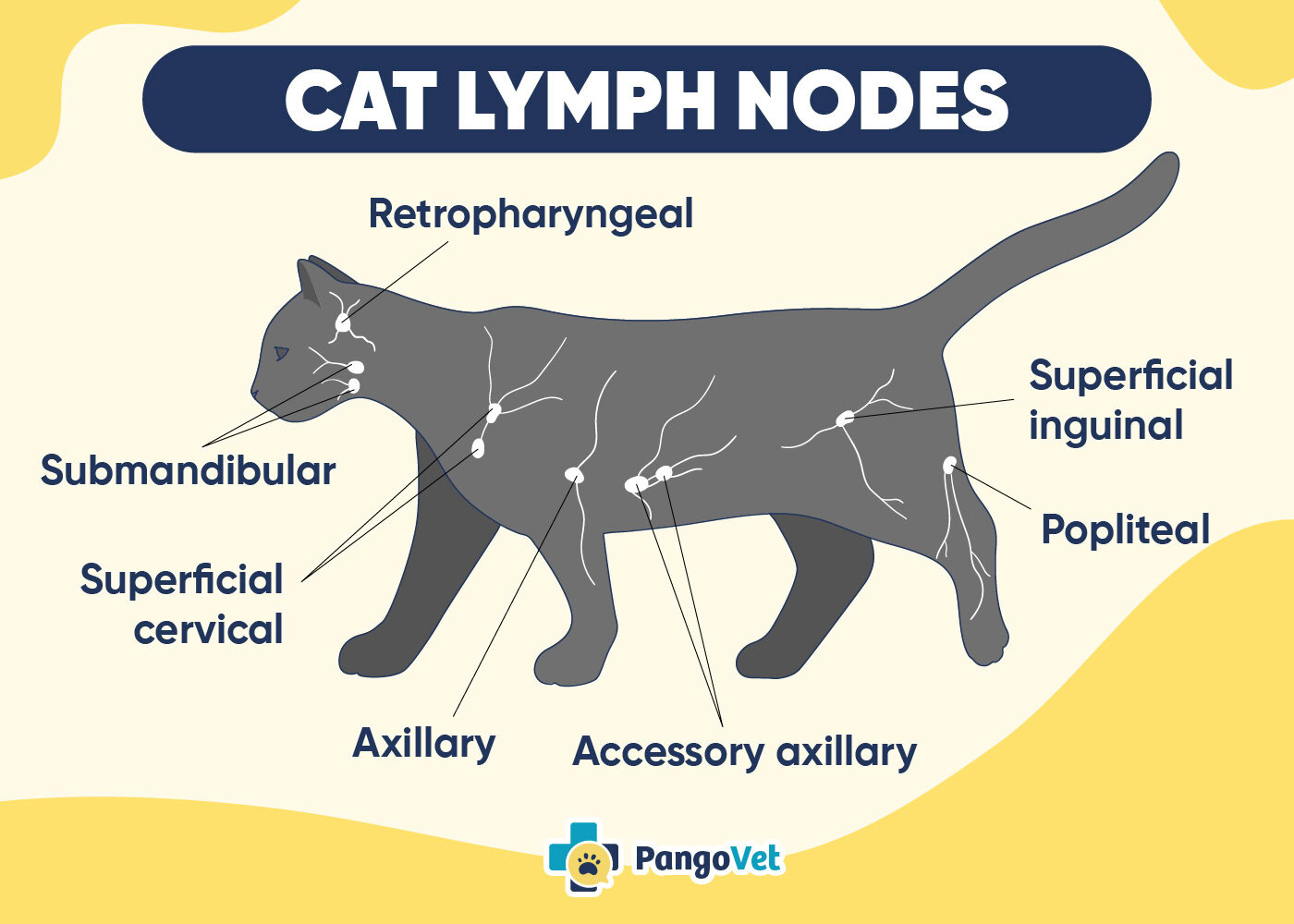 Lymph Node Inflammation in Cats: Causes, Signs & Care | PangoVet