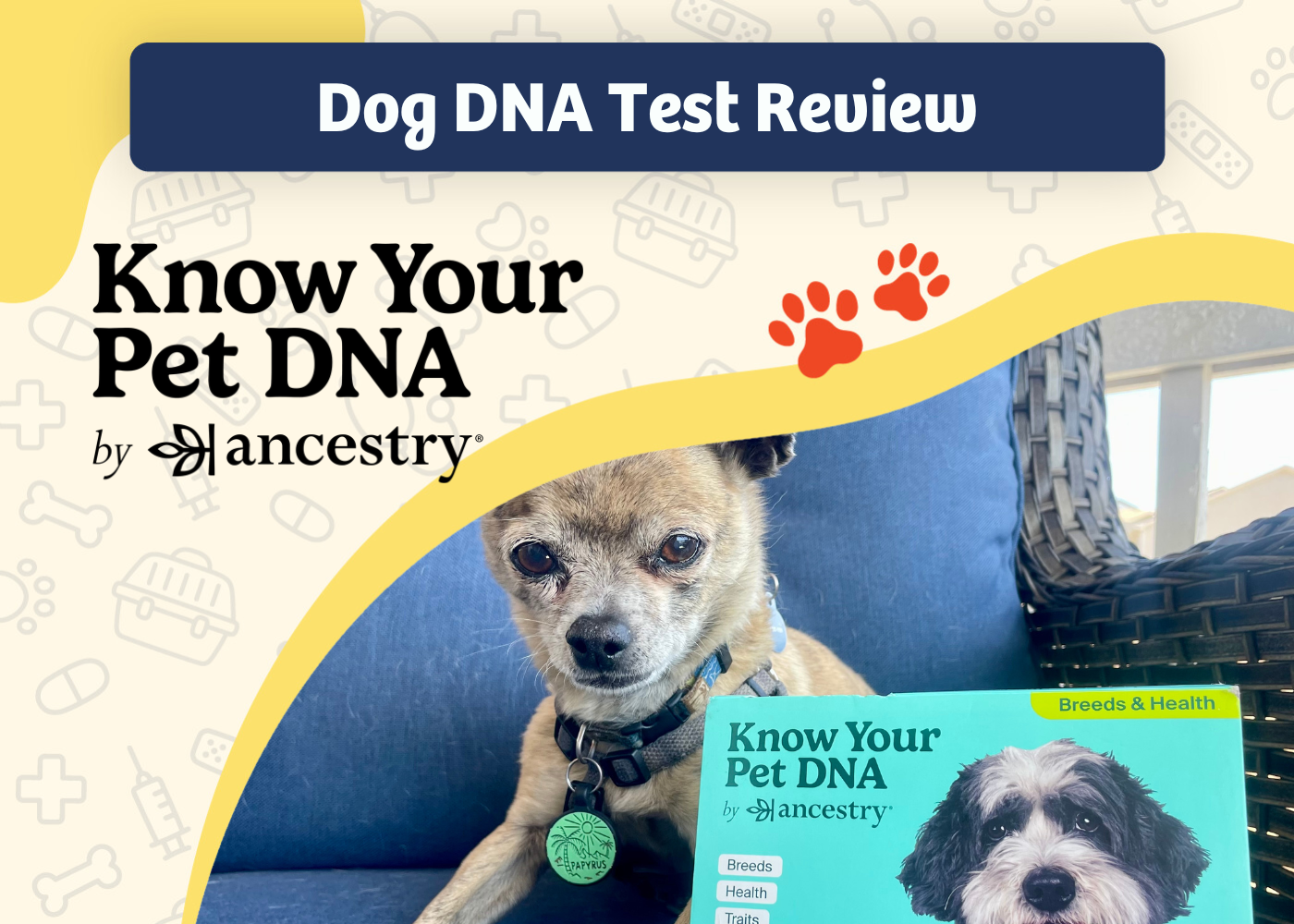 Ancestry Know Your Pet DNA Review 2025: Get to Know Your Dog Better ...